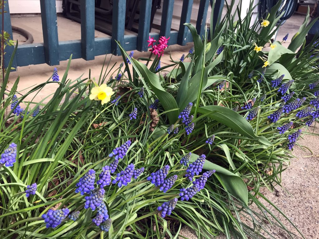 April Flowers In Season Garden - Gardening - Robyn Roste